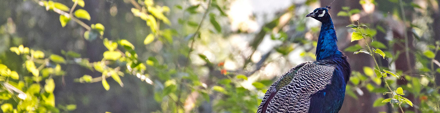 Fauna in Pench National Park, Pench Flora