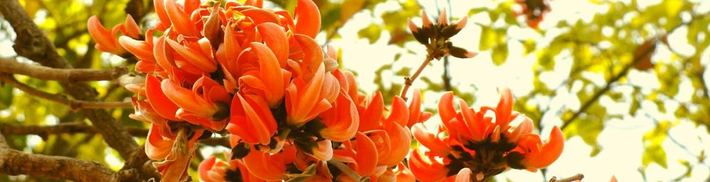 Flora in Pench National Park, Pench Flora