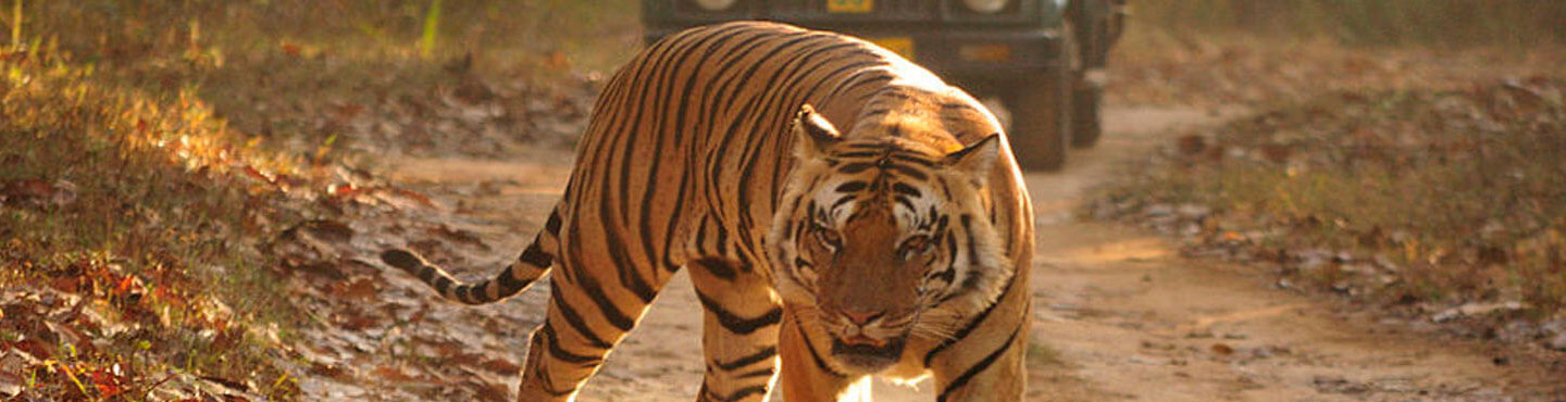 Pench National Park Travel Guide lines, Pench Travel Guide Lines