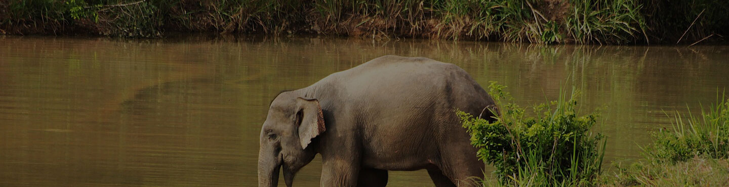 Best Safari Zones in Pench National Park, Pench Safari Zones