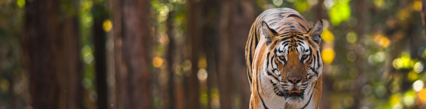 Think to do in Pench National Park